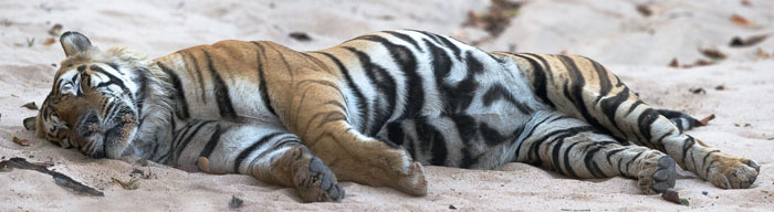 Tigers and the Wildlife of India Photo Tour Trip Report