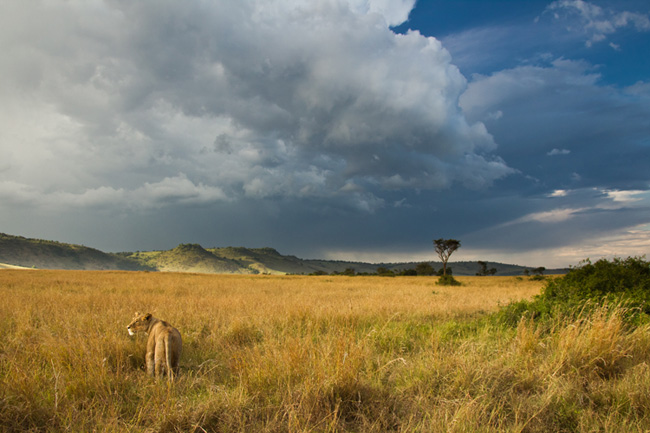 Photographing the Lion and Landscape