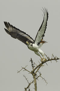 Tanzania Photo Safari 2014 Wildlife Photo Tour