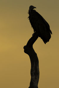 Tanzania Photo Safari 2014 Wildlife Photo Tour