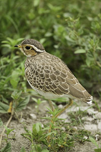 Tanzania Photo Safari 2014 Wildlife Photo Tour